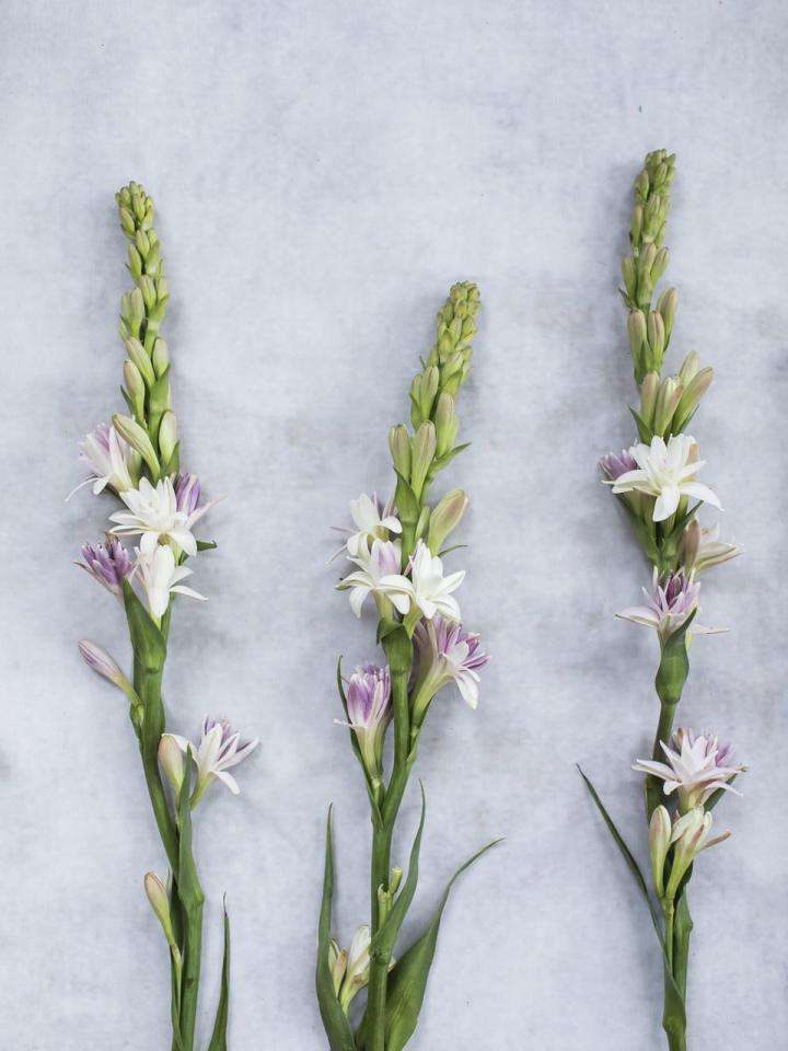 Tuberose flower store